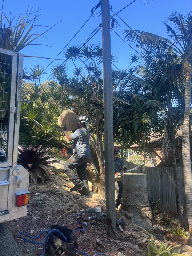 Tree Services Northern Beaches - EcoArbor Tree Care