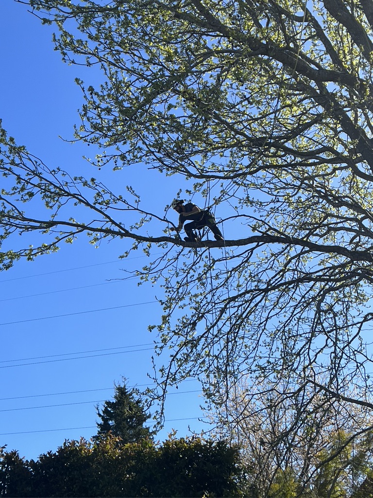 Tree Services Northern Beaches - EcoArbor Tree Care